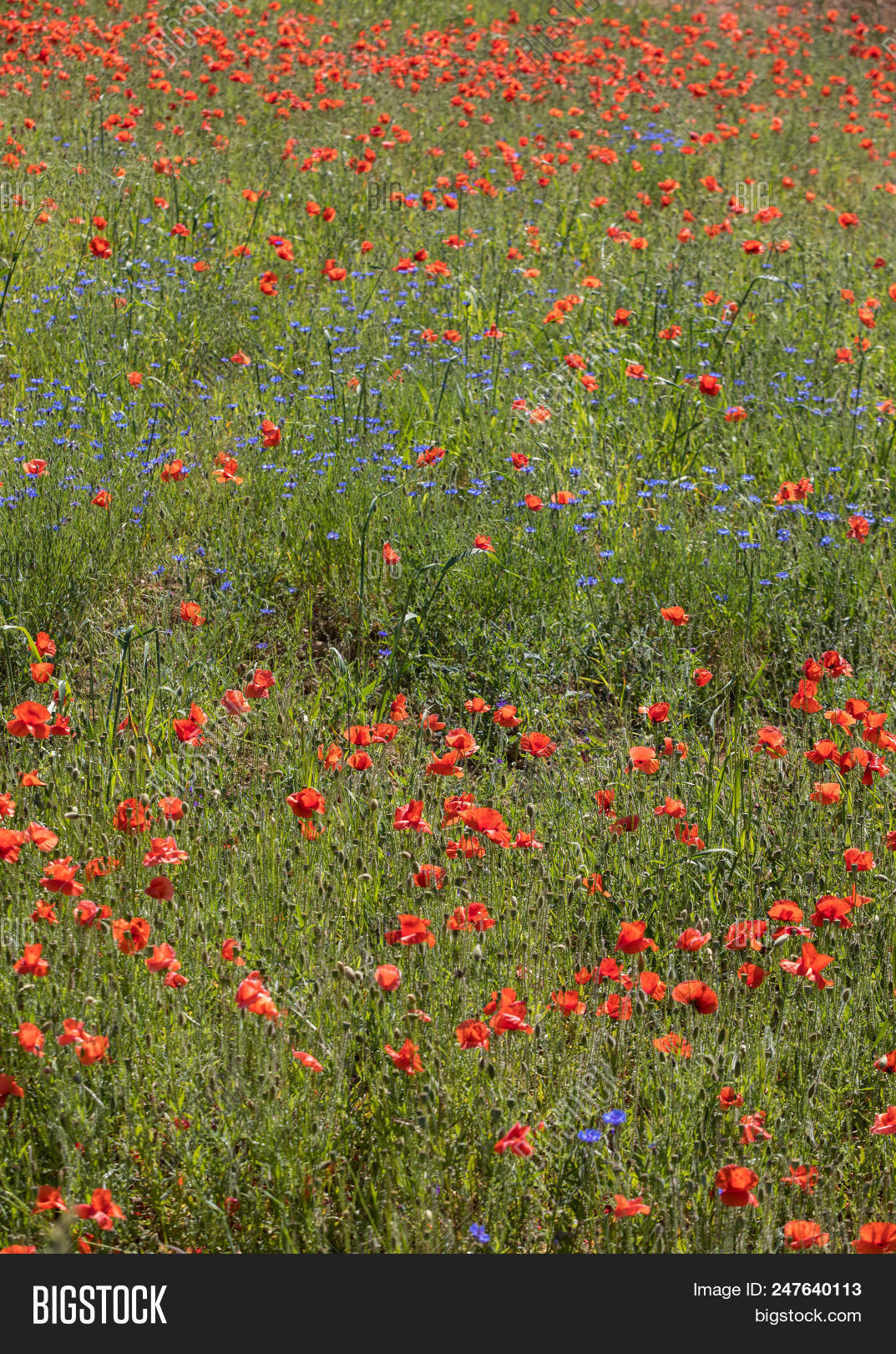 Picturesque Landscape Image & Photo (Free Trial) | Bigstock