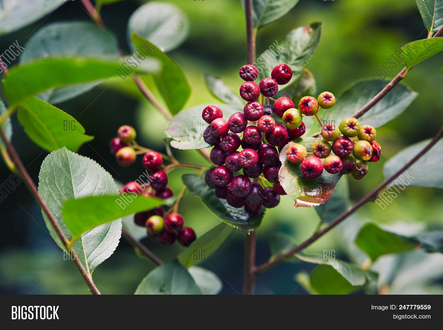 Unripe Aronia Berries Image & Photo (Free Trial) | Bigstock