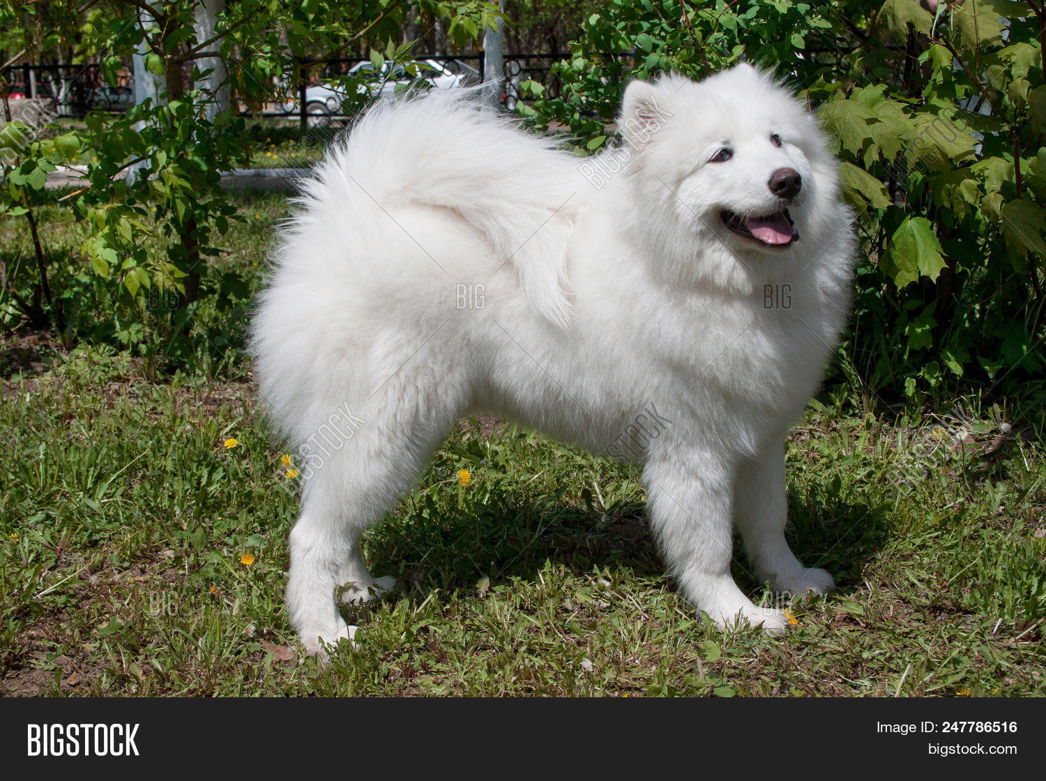 Samoyed Standing On Image & Photo (Free Trial) | Bigstock