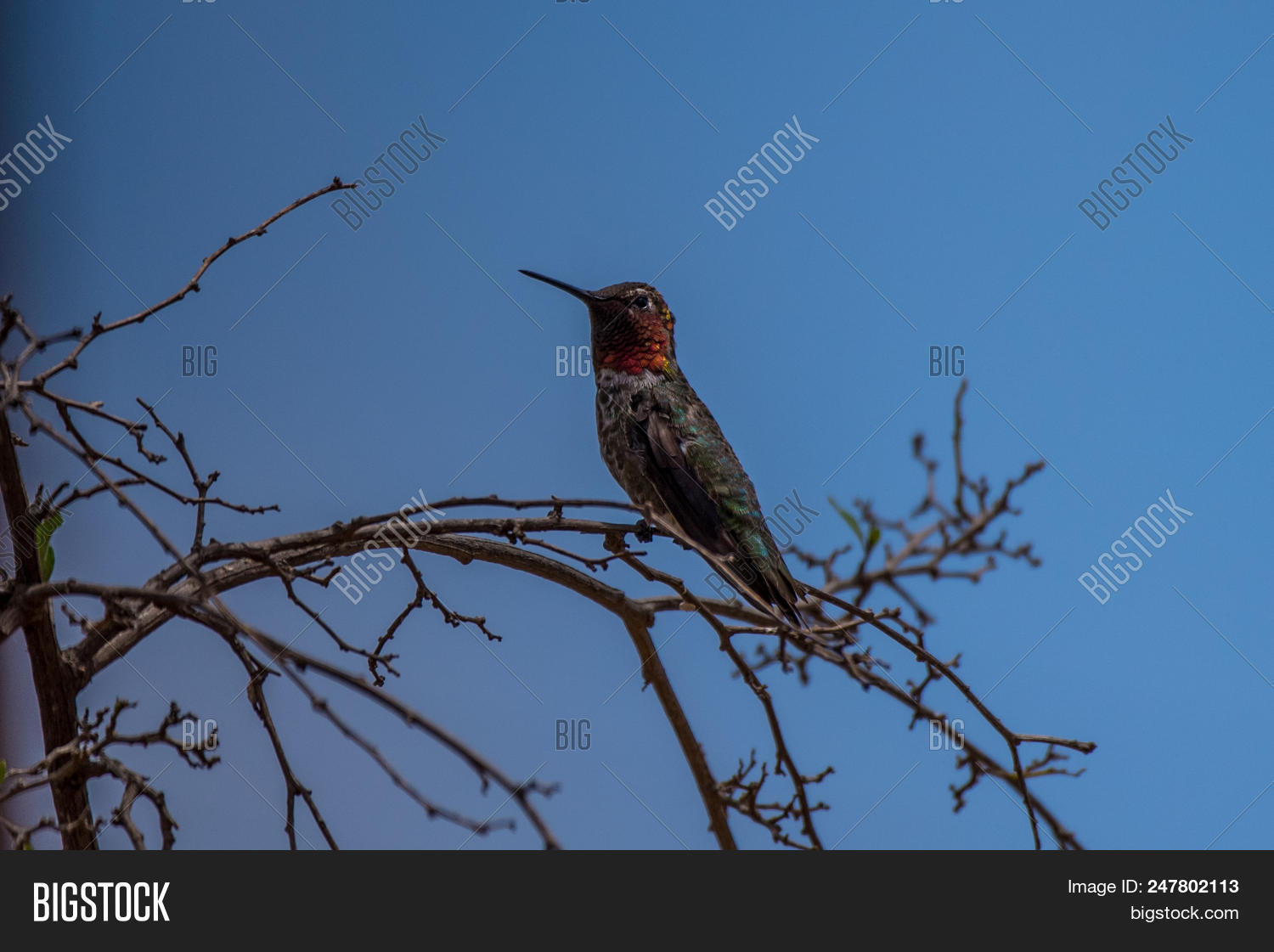 Humming Bird Perched Image & Photo (Free Trial) | Bigstock