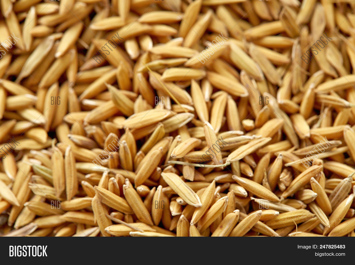 Rice Grain Farm, Image & Photo (Free Trial) | Bigstock