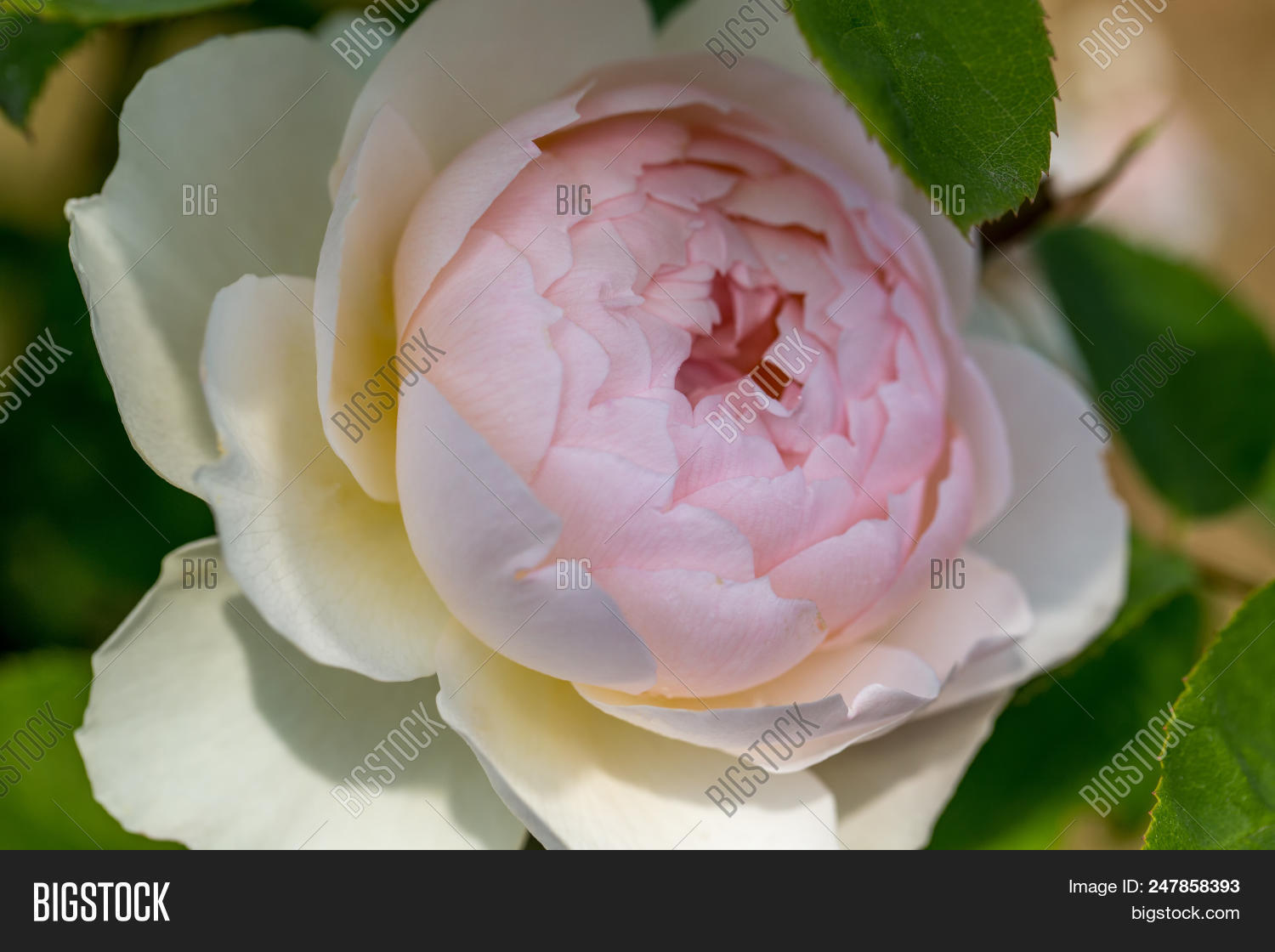 Blooming English Rose Image & Photo (Free Trial) | Bigstock