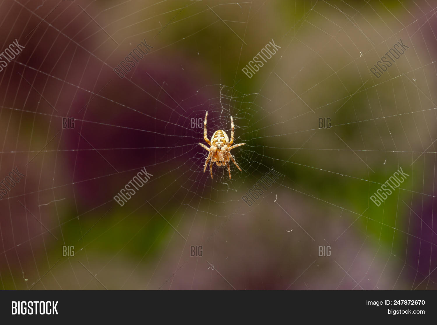 Top View Spider On Web Image & Photo (Free Trial) | Bigstock