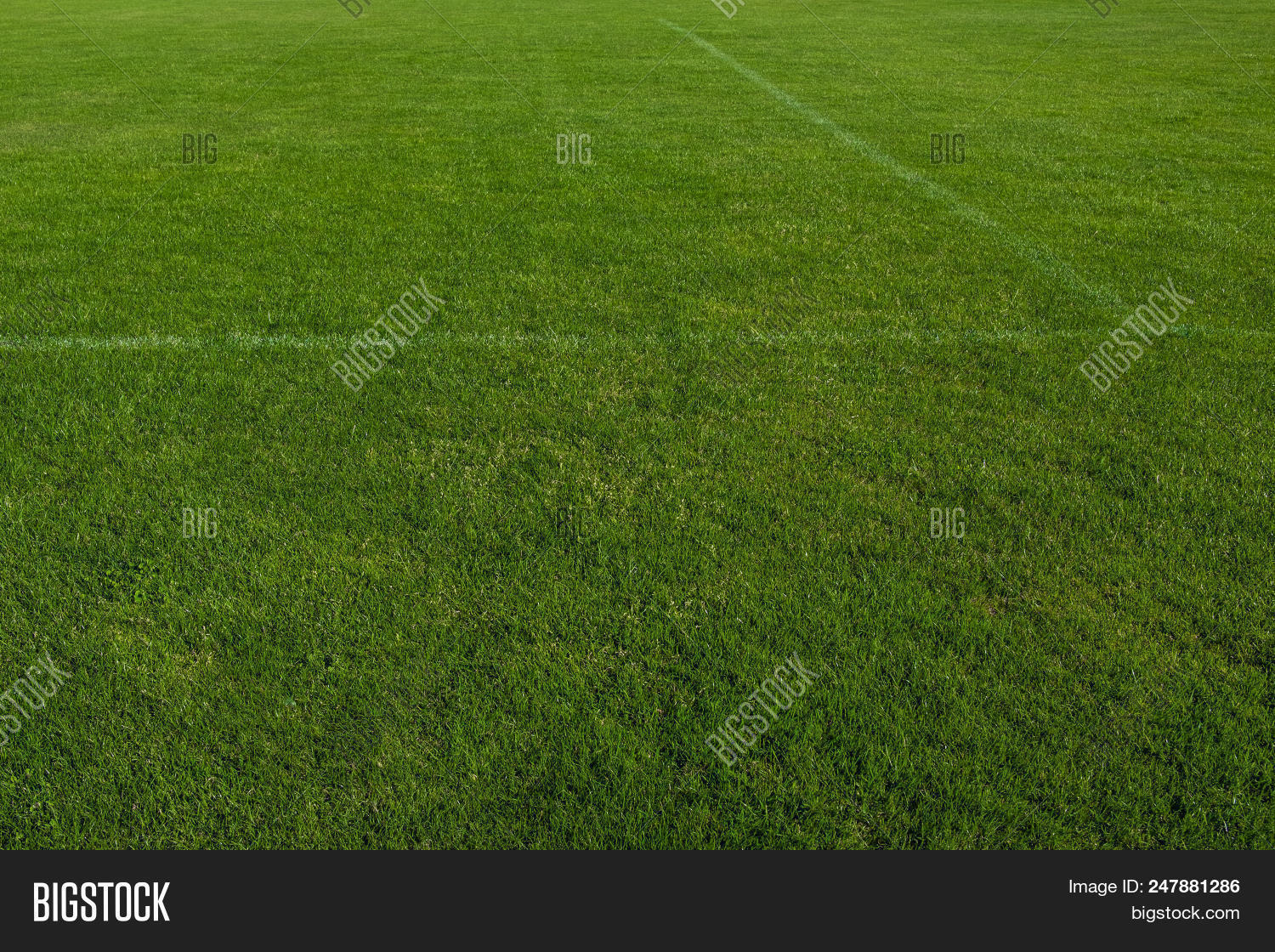 Green Grass Field. Image & Photo (Free Trial) | Bigstock