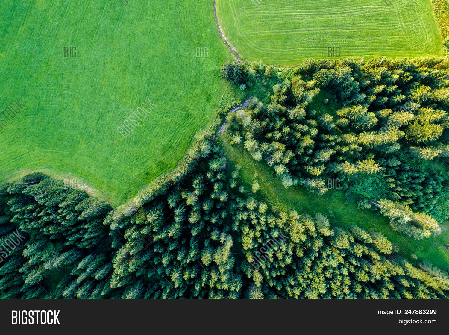 Green Field Trees Image & Photo (Free Trial) | Bigstock