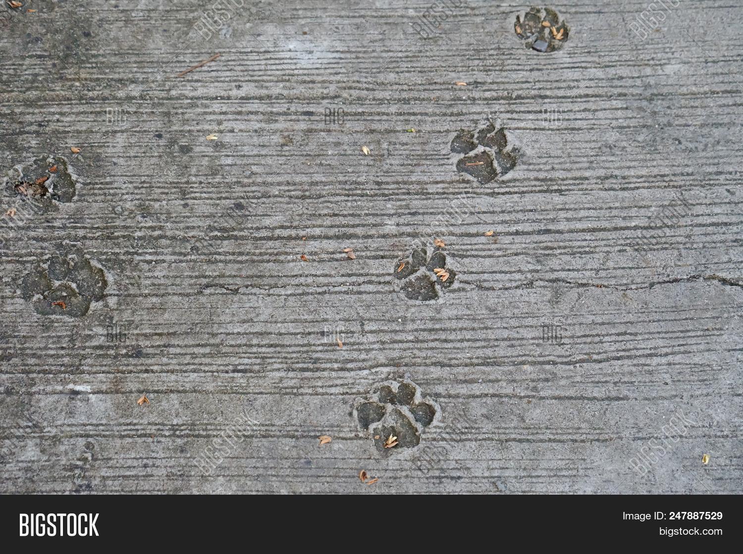 Dog Paw Print Pattern Image & Photo (Free Trial) | Bigstock