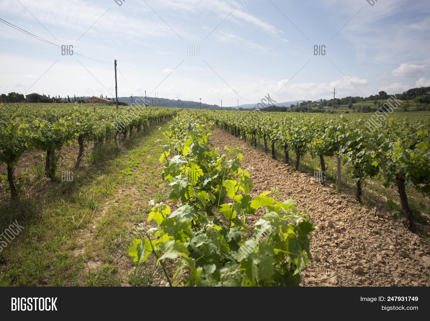 Stock Photo Winery Image & Photo (Free Trial) | Bigstock