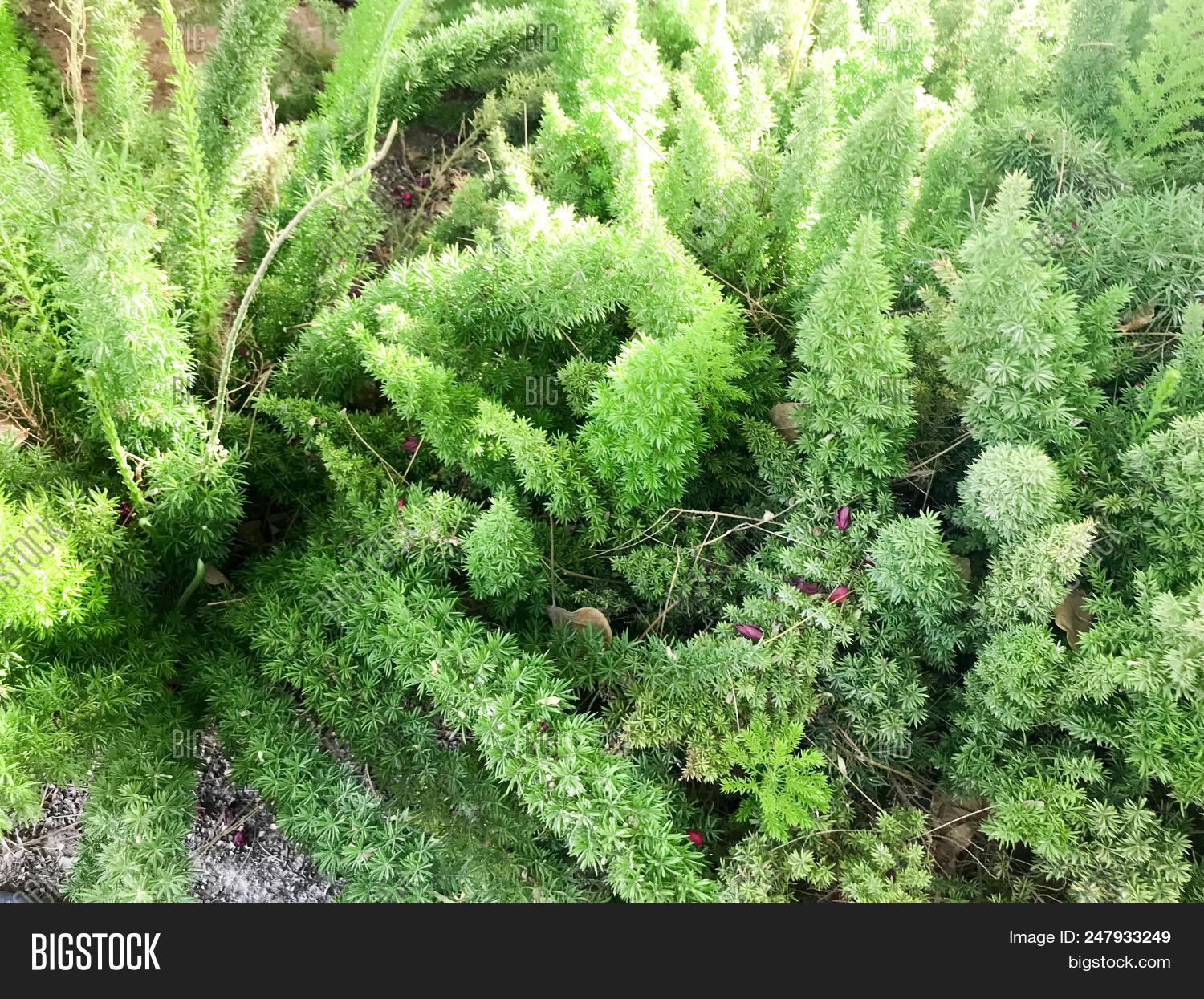 Green Fluffy Plant Image & Photo (Free Trial) | Bigstock