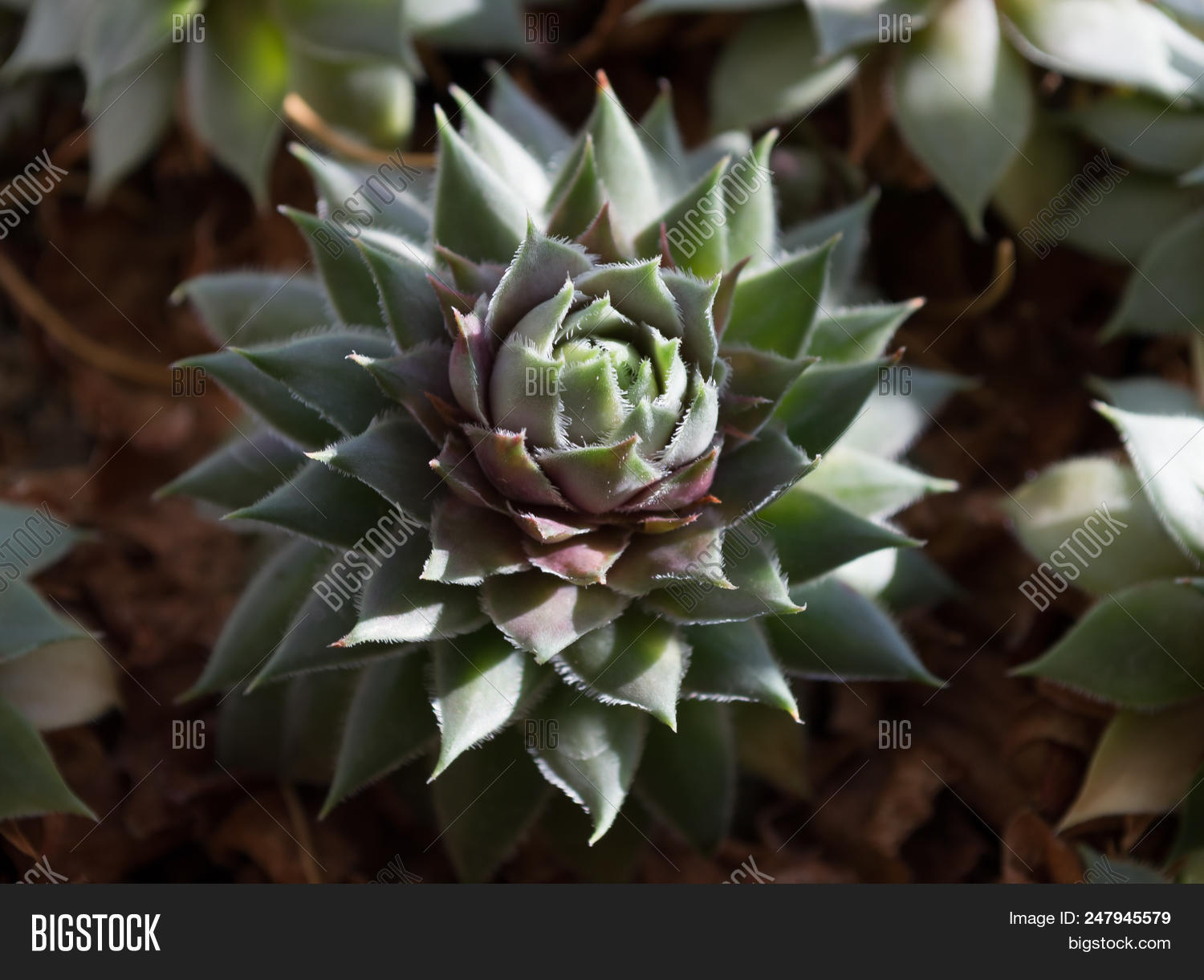 Close Small House Leek Image & Photo (Free Trial) | Bigstock