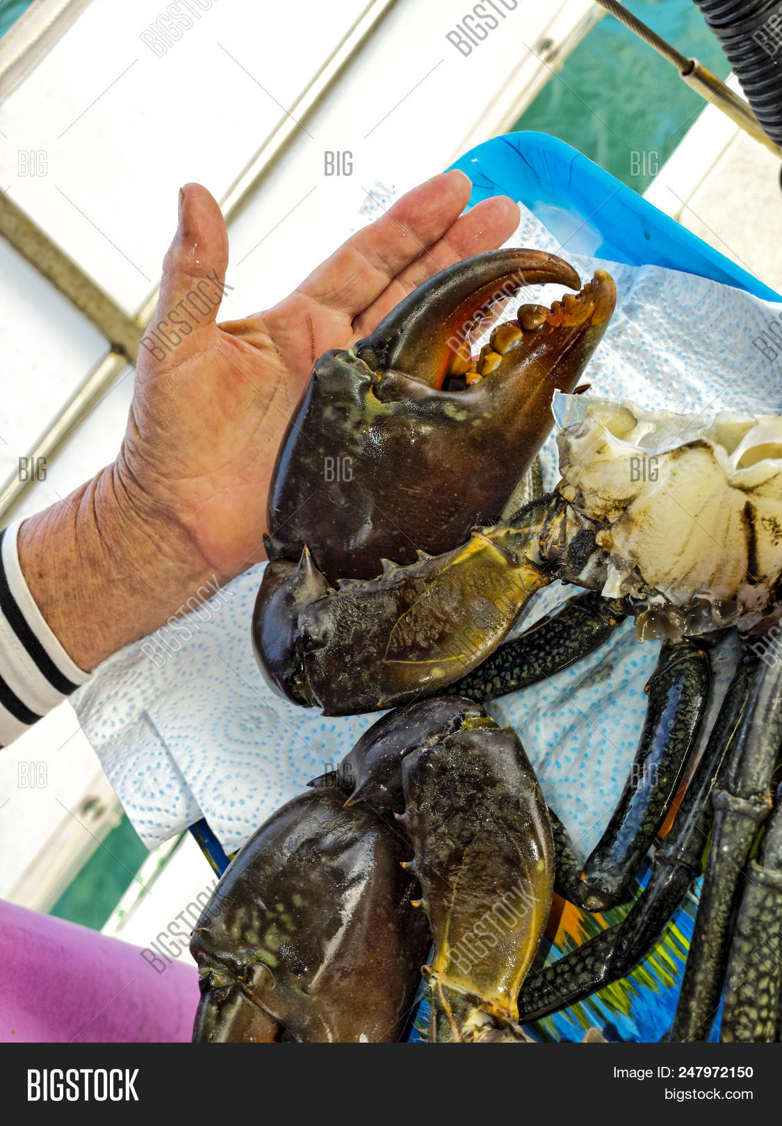 Huge Nipper On Image & Photo (Free Trial) | Bigstock