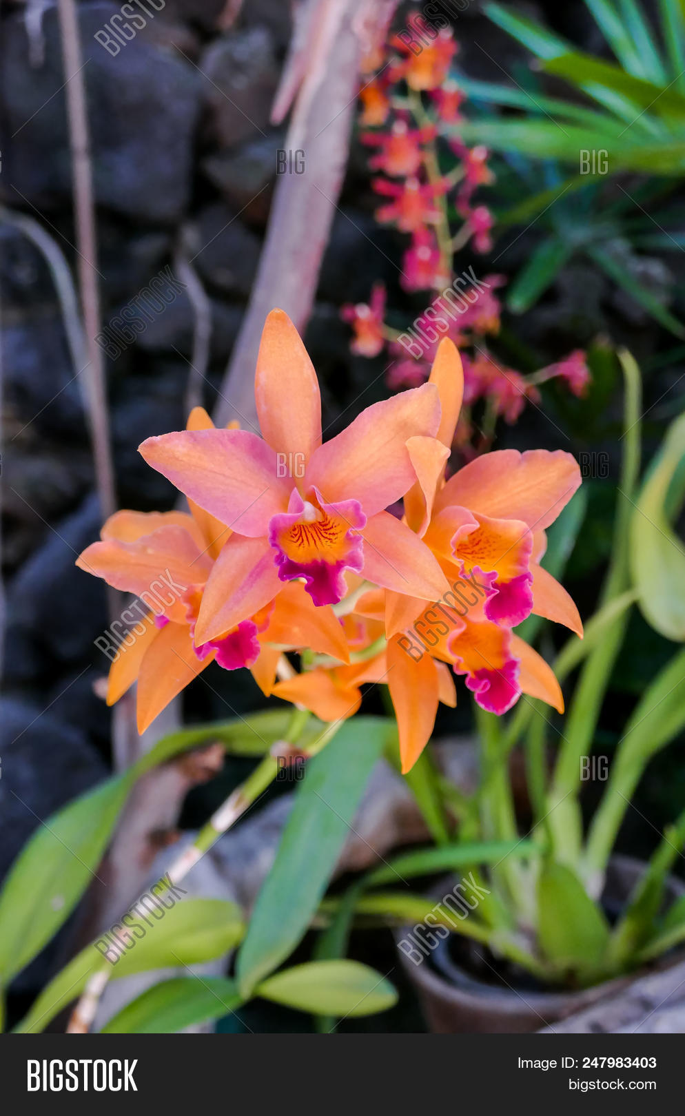 Orchid Flower Tropical Image & Photo (Free Trial) | Bigstock