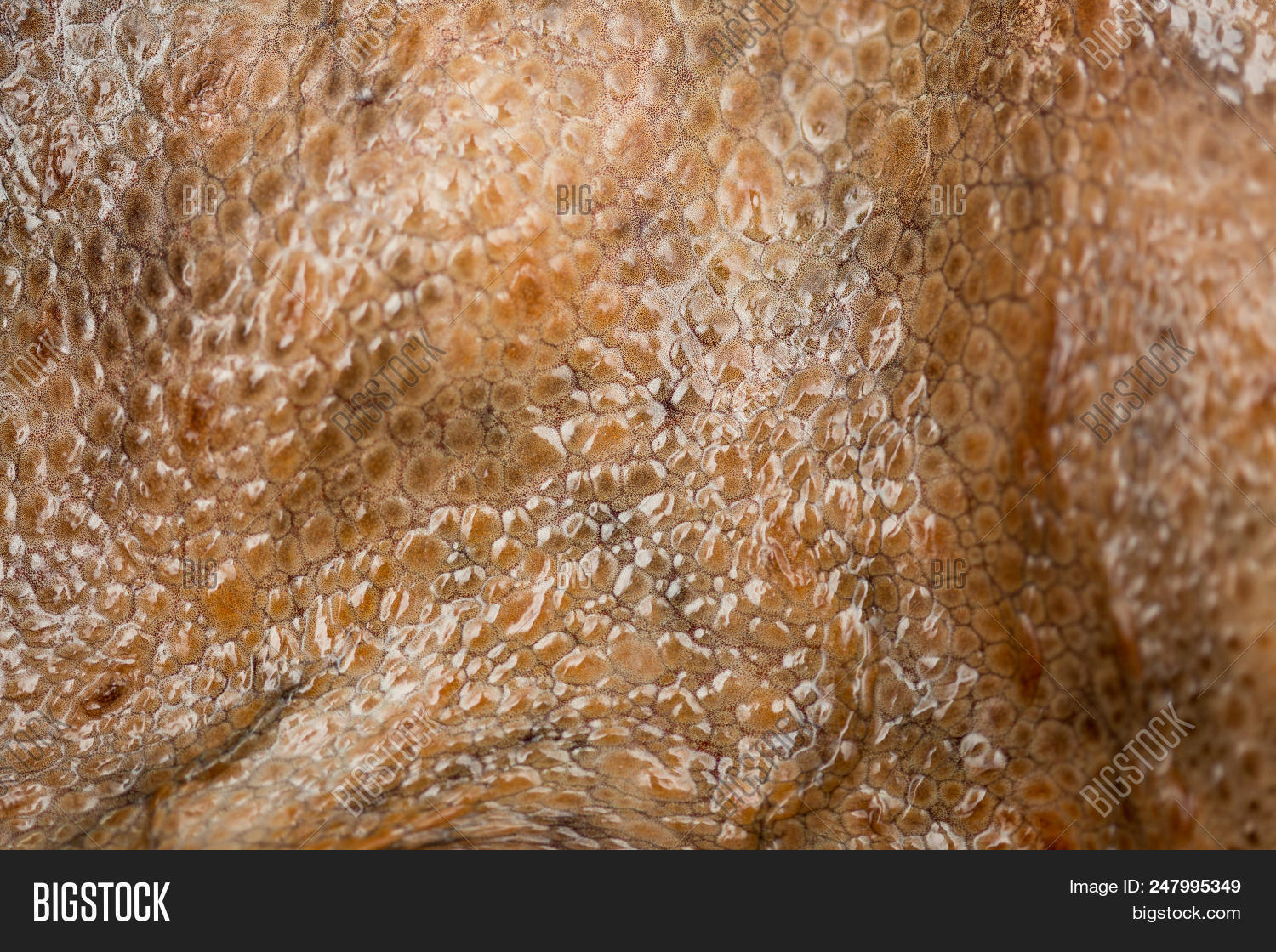 Real Octopus Skin Image & Photo (Free Trial) | Bigstock