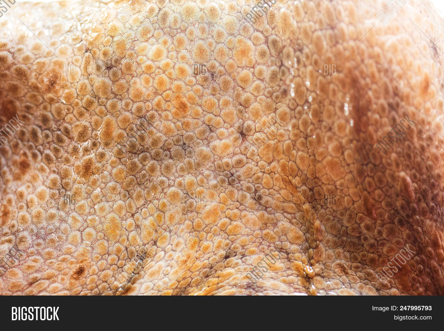 Real Octopus Skin Image & Photo (Free Trial) | Bigstock
