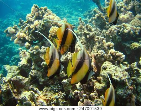 Small Tropical Fish Image & Photo (Free Trial) | Bigstock