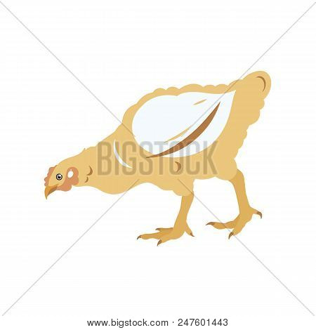 Chicken Broiler. Vector & Photo (Free Trial) | Bigstock