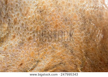 Real Octopus Skin Image & Photo (Free Trial) | Bigstock
