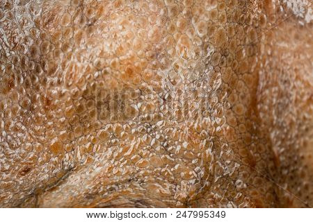 Real Octopus Skin Image & Photo (Free Trial) | Bigstock