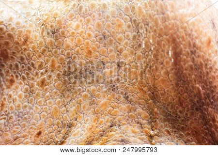 Real Octopus Skin Image & Photo (Free Trial) | Bigstock