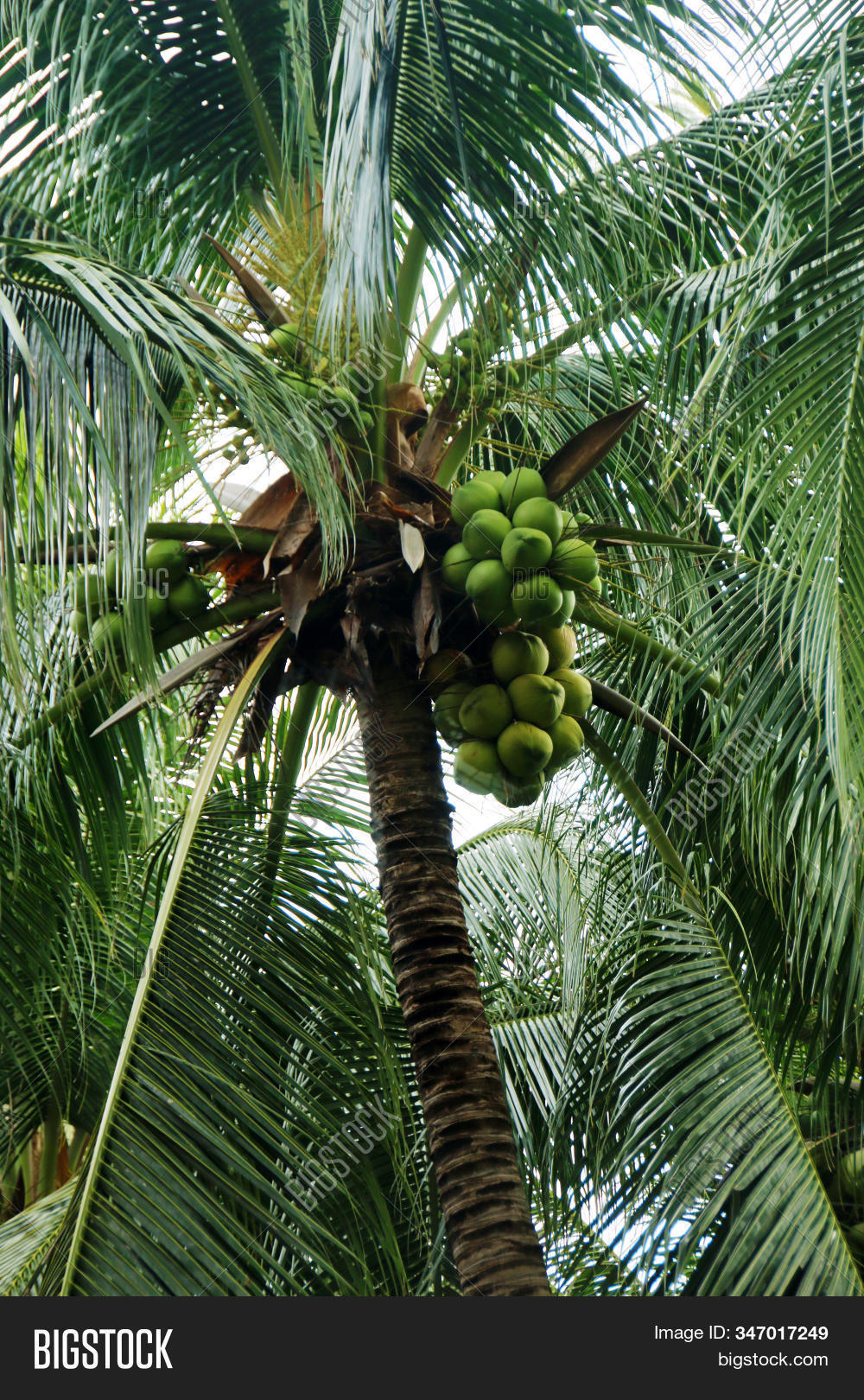 Coconuts Hanging On Image & Photo (Free Trial) | Bigstock