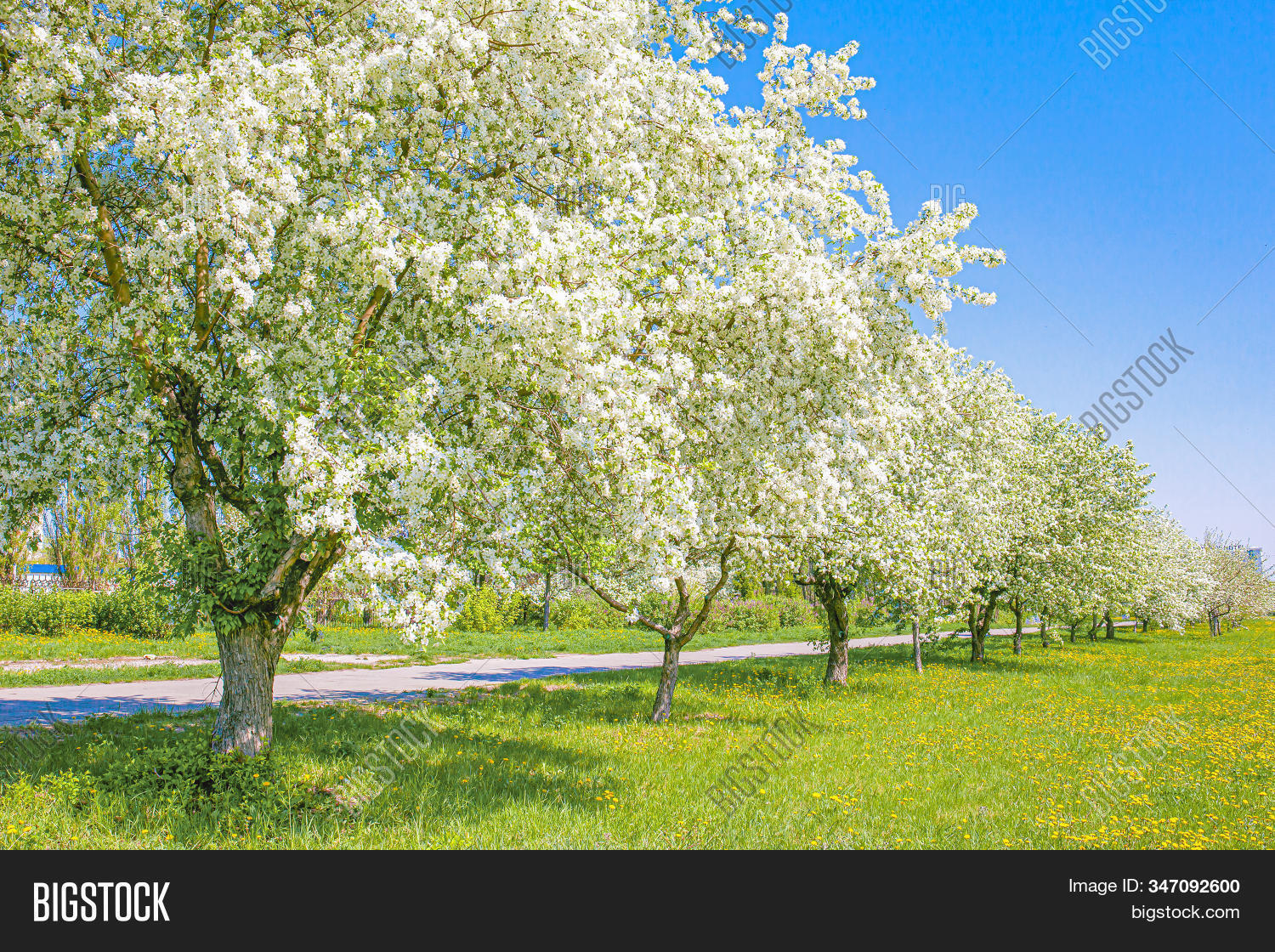 Beautiful Spring Apple Image & Photo (Free Trial) | Bigstock
