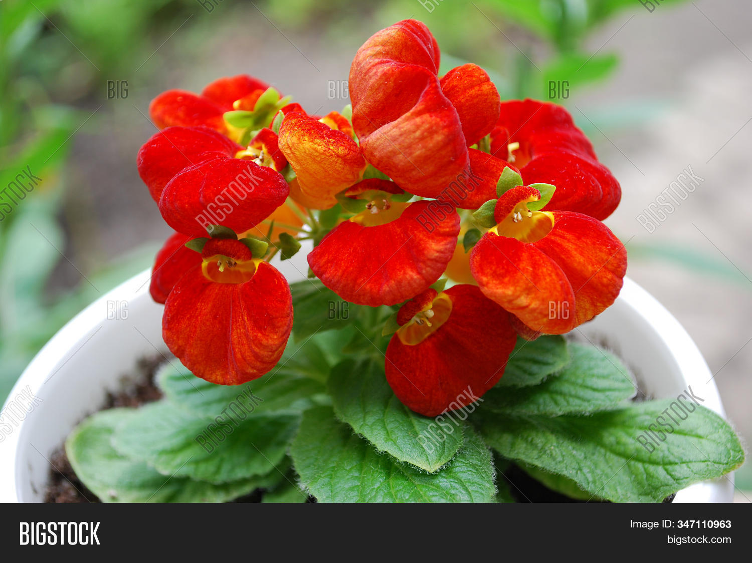 Bright Red Flowers Image & Photo (Free Trial) | Bigstock
