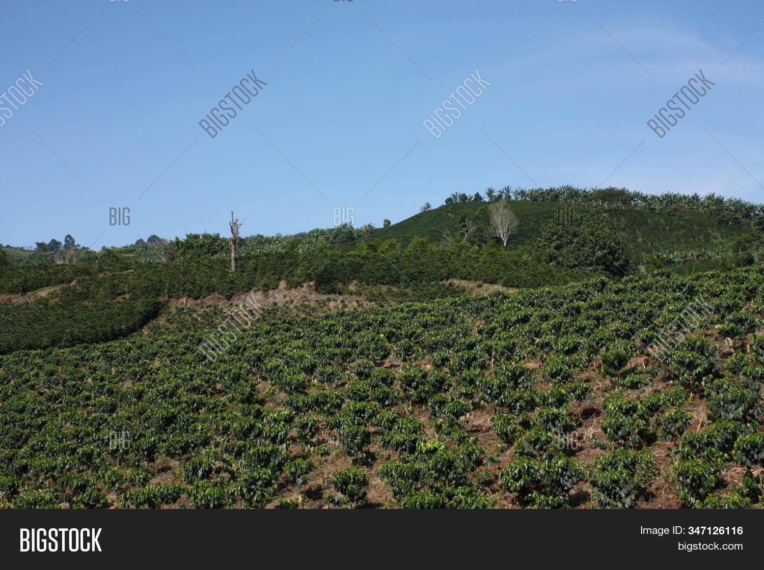 Fields Coffee Image & Photo (Free Trial) | Bigstock