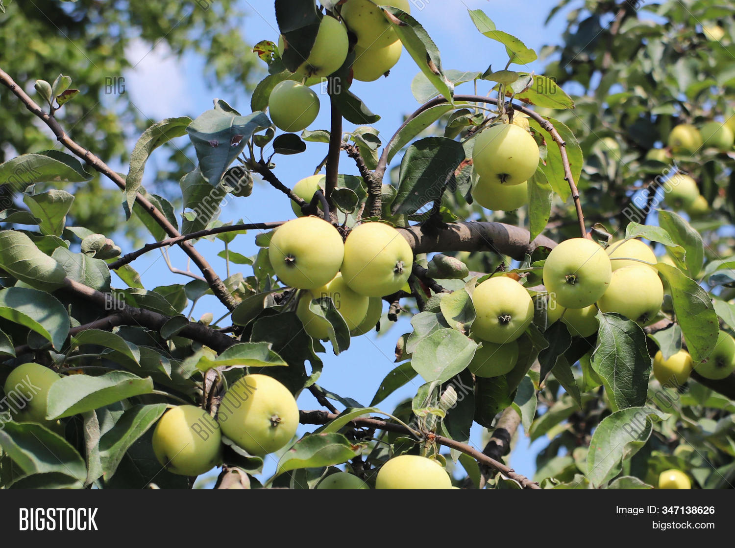 Tree Maturing Fruits Image & Photo (Free Trial) | Bigstock
