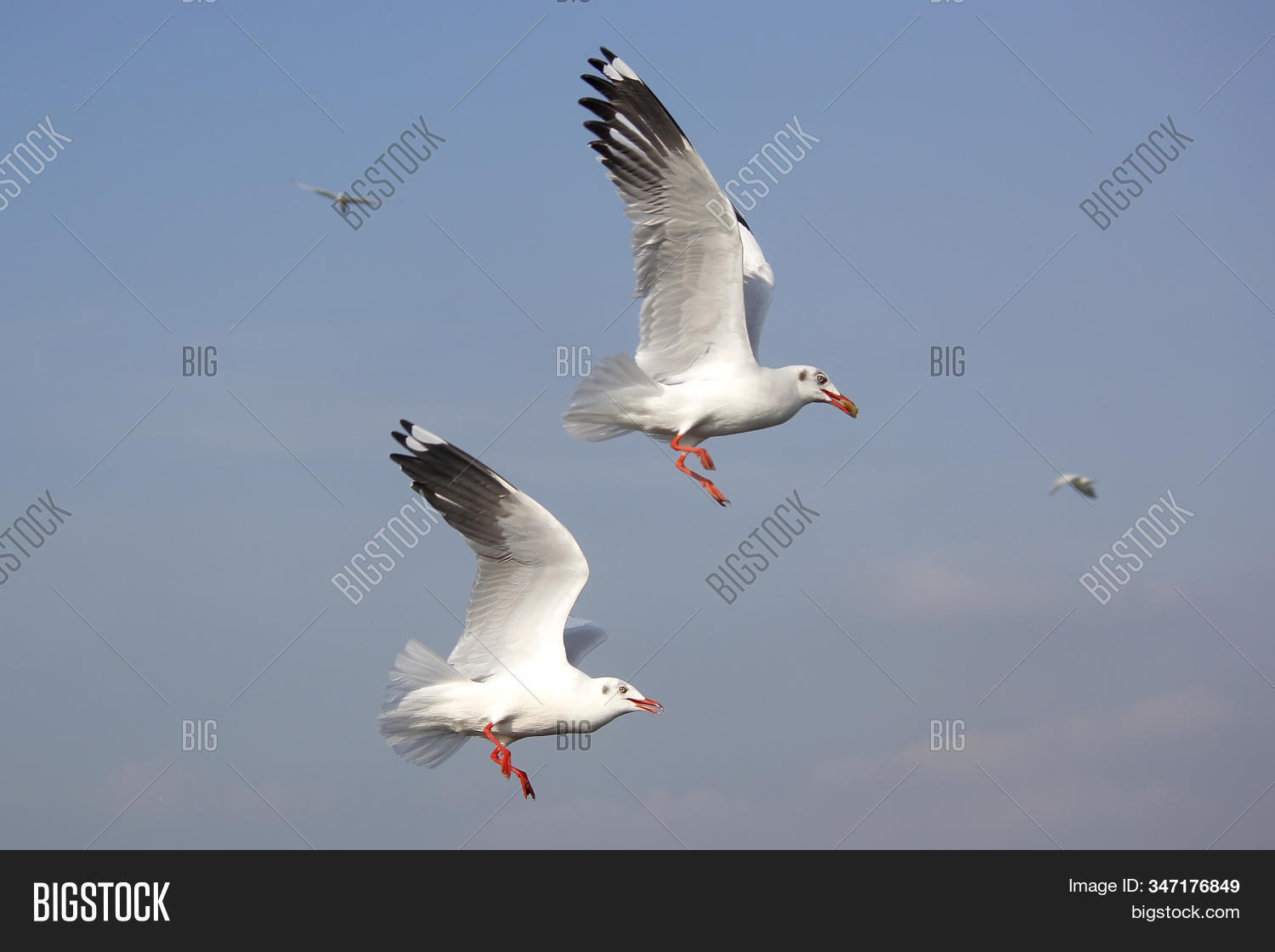 Flying Seagull Bird On Image & Photo (Free Trial) | Bigstock