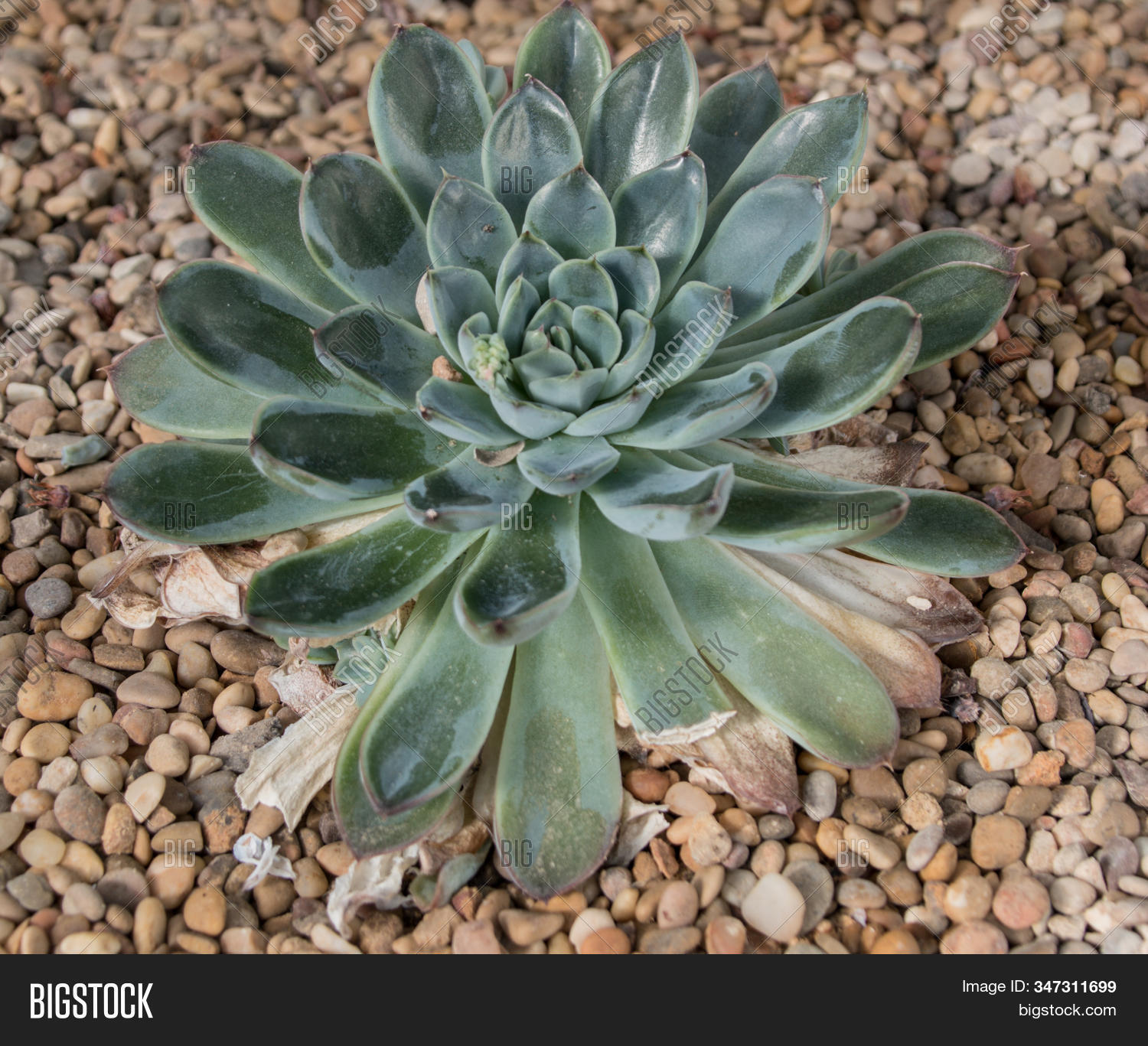 Natural Cactus Garden Image & Photo (Free Trial) | Bigstock