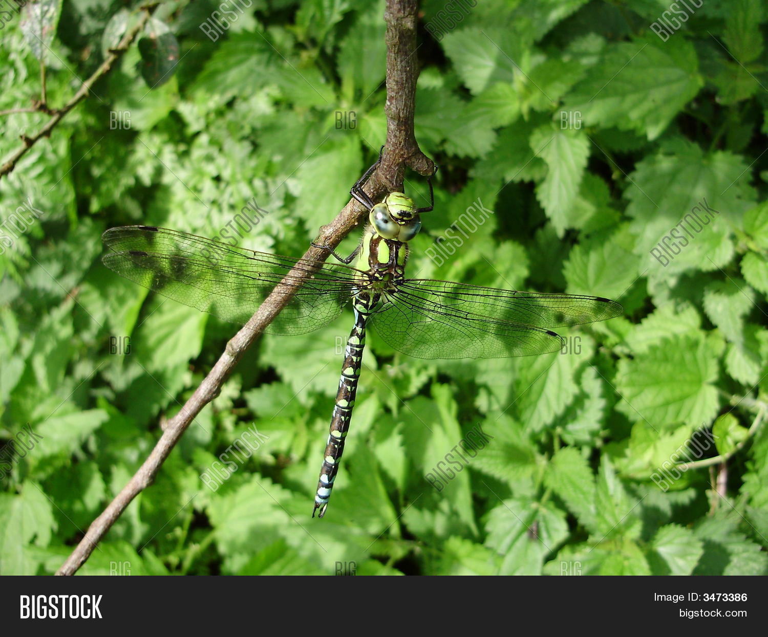 Just Hanging Around Image & Photo (Free Trial) | Bigstock