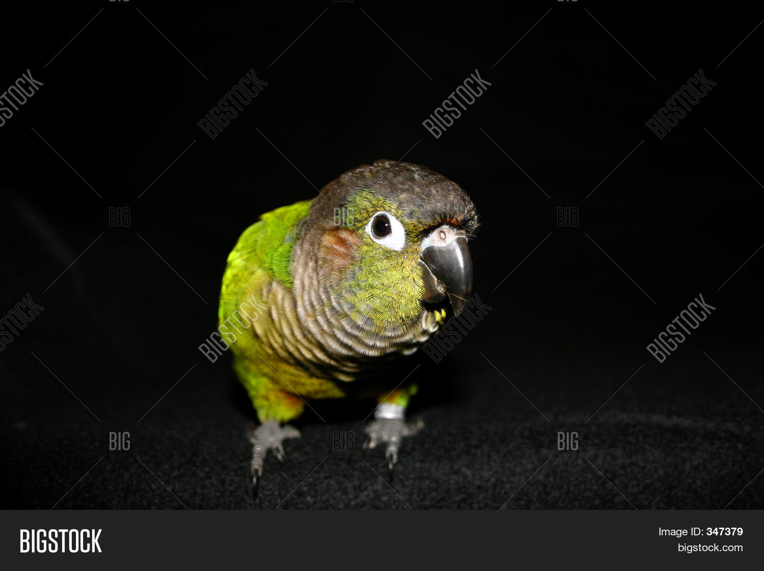 Cute Little Parrot Image & Photo (Free Trial) | Bigstock