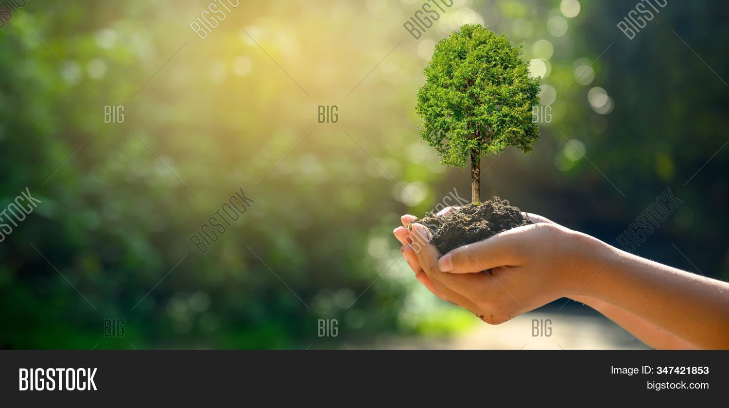 Hands Trees Growing Image & Photo (Free Trial) | Bigstock