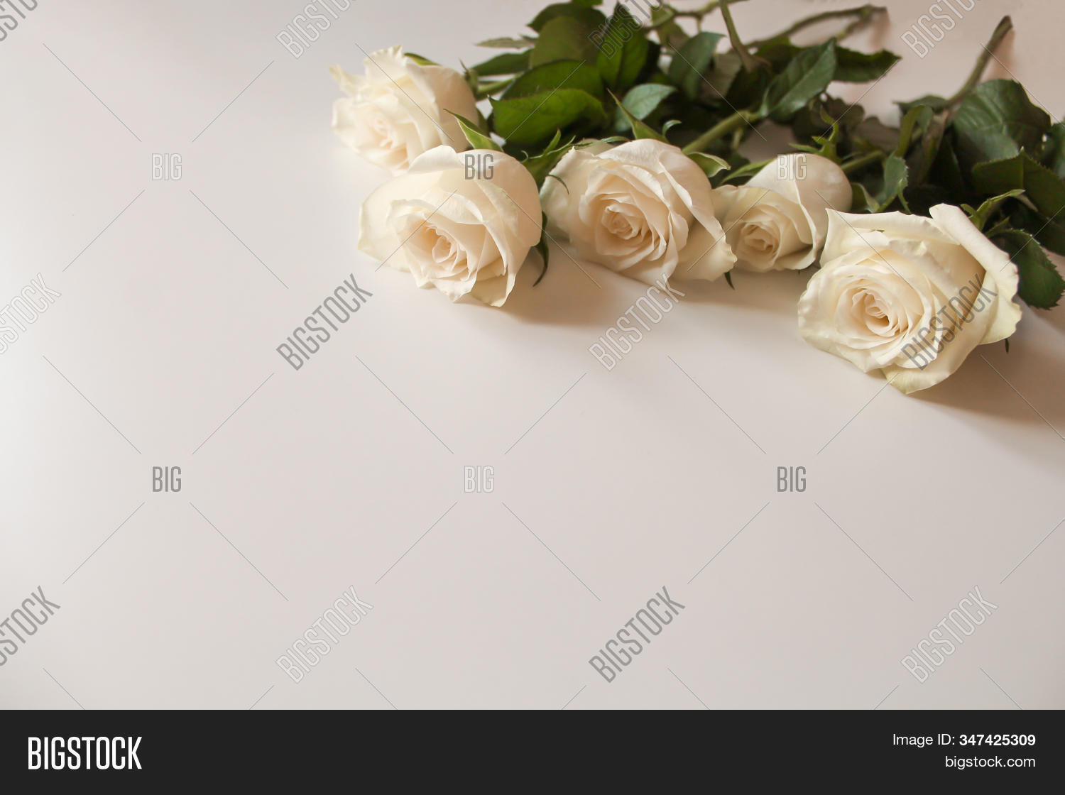 Bunch White Roses On Image & Photo (Free Trial) | Bigstock