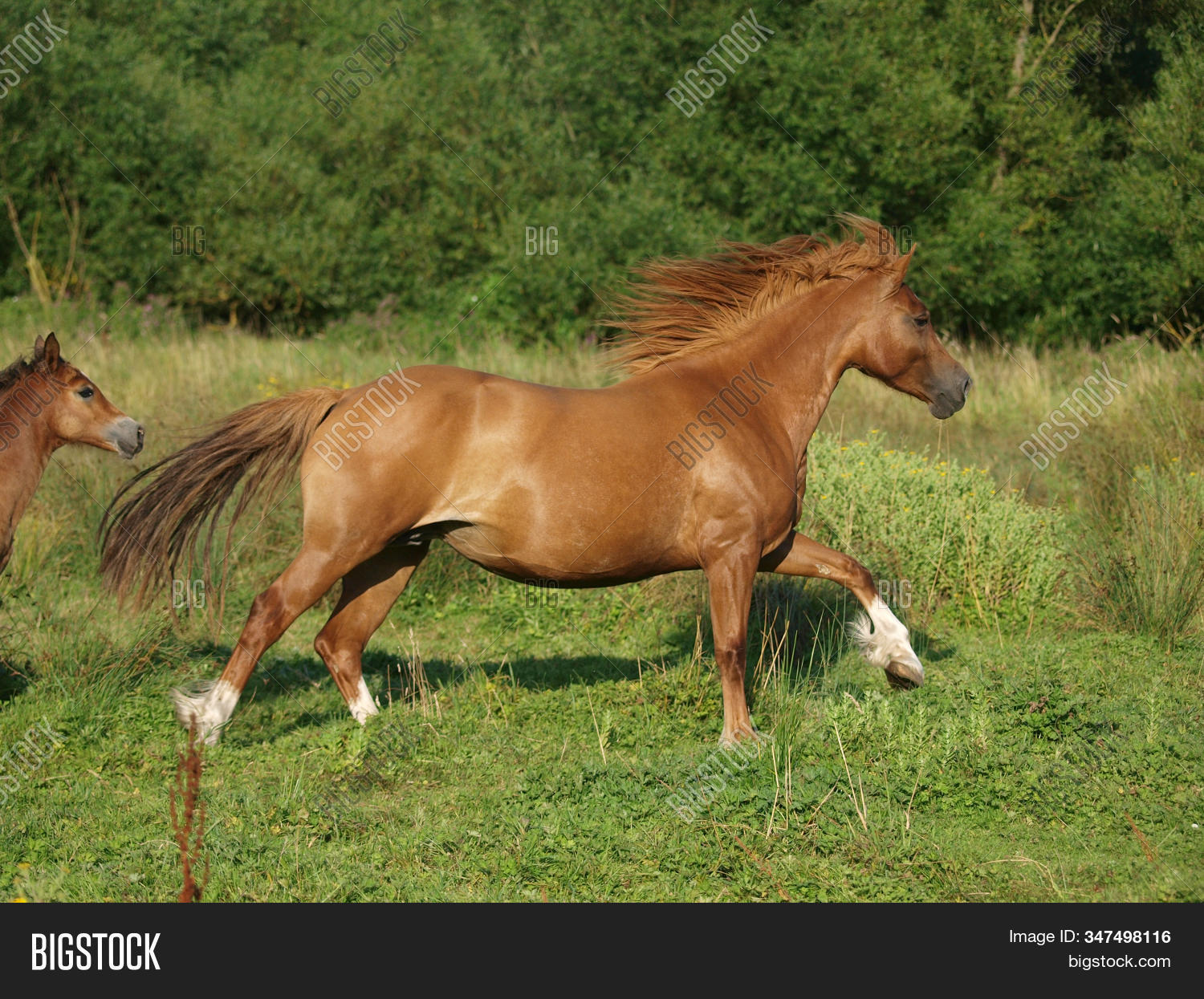 Welsh Section D Mare Image & Photo (Free Trial) | Bigstock