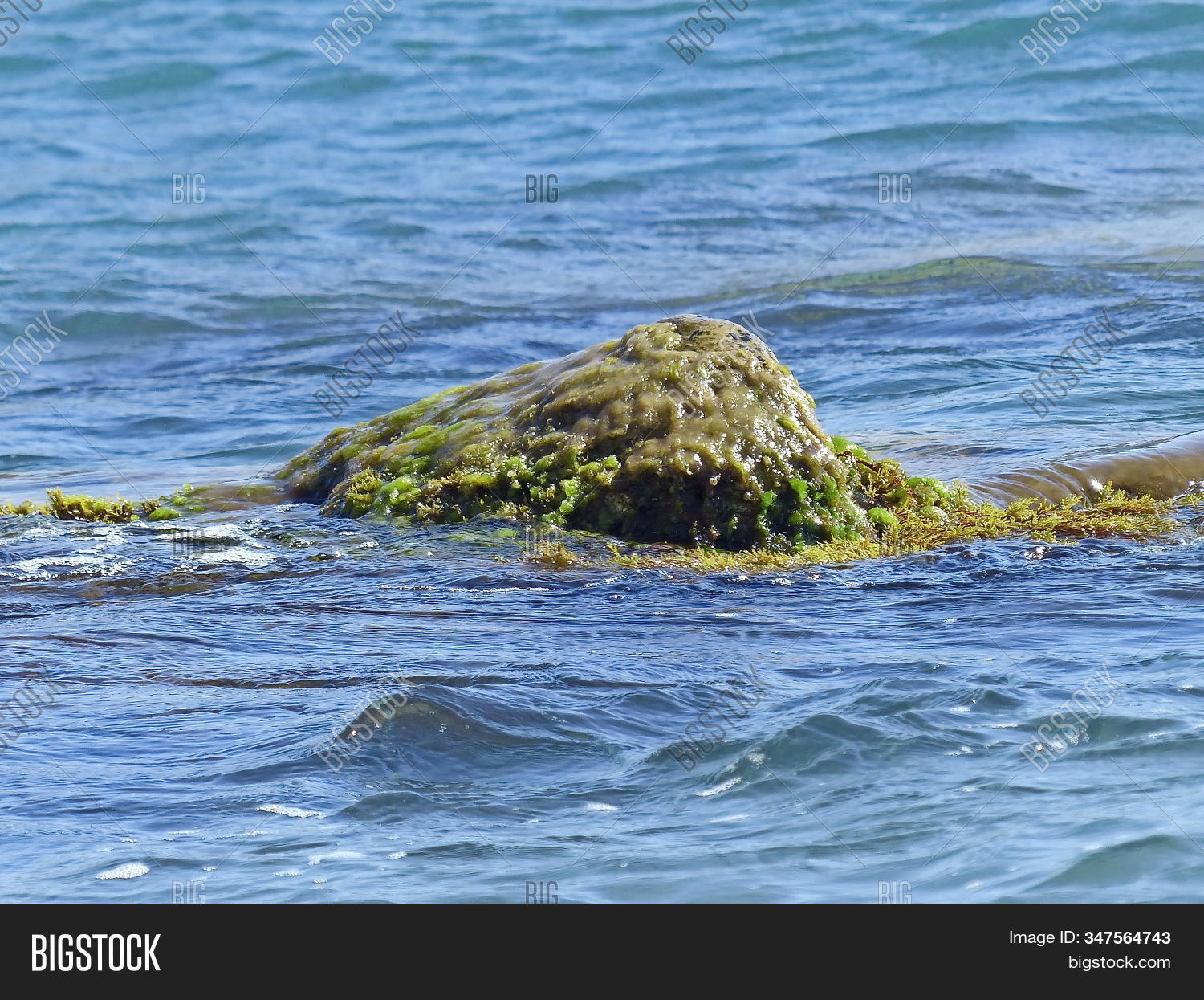 Rock Covered Seaweed Image & Photo (Free Trial) | Bigstock