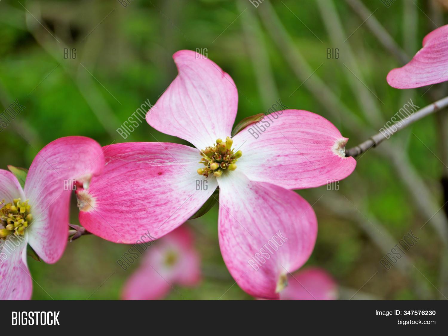 Pink Cornus Florida Image & Photo (Free Trial) | Bigstock