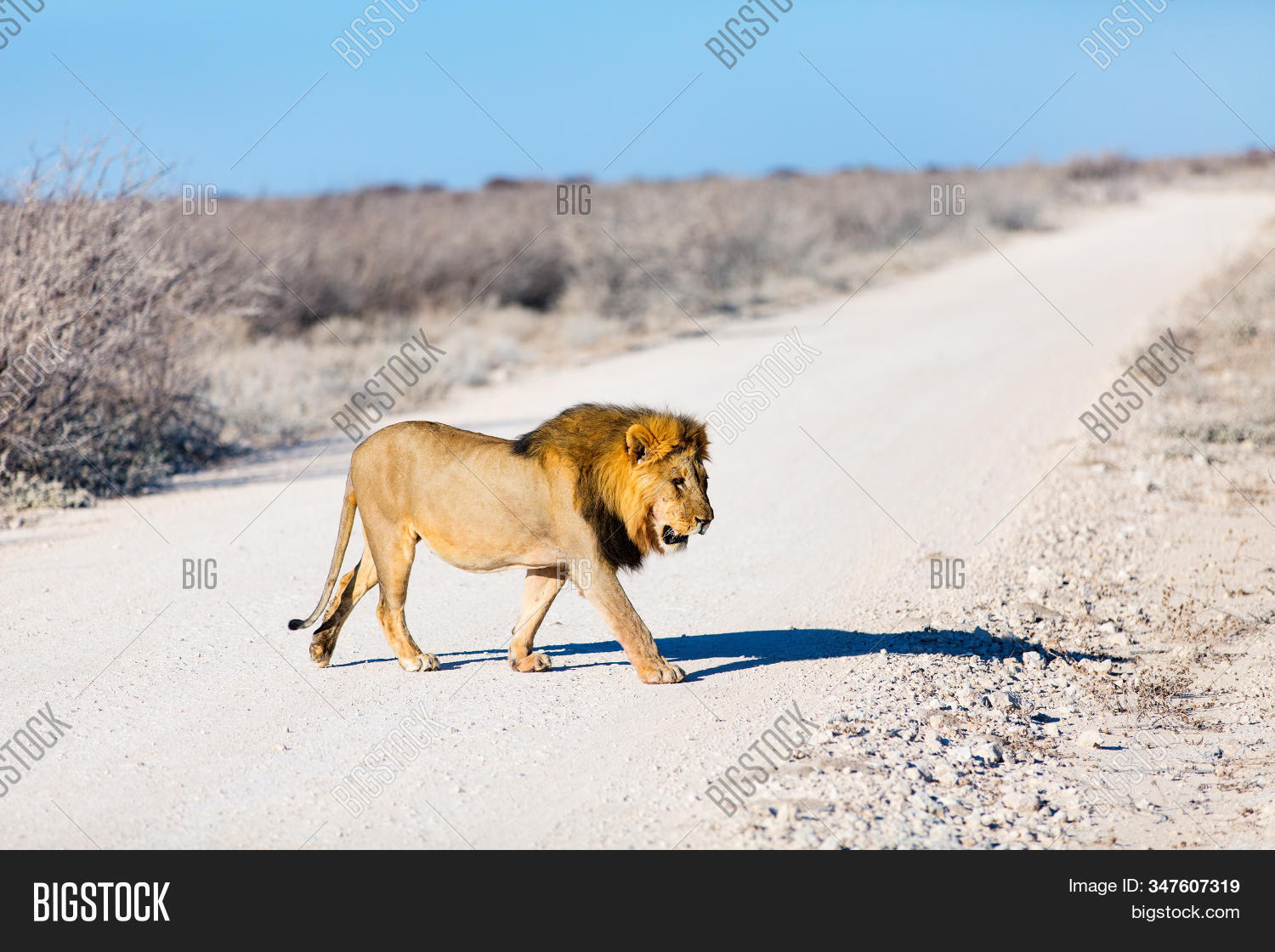 Big Male Lion Crossing Image & Photo (Free Trial) | Bigstock