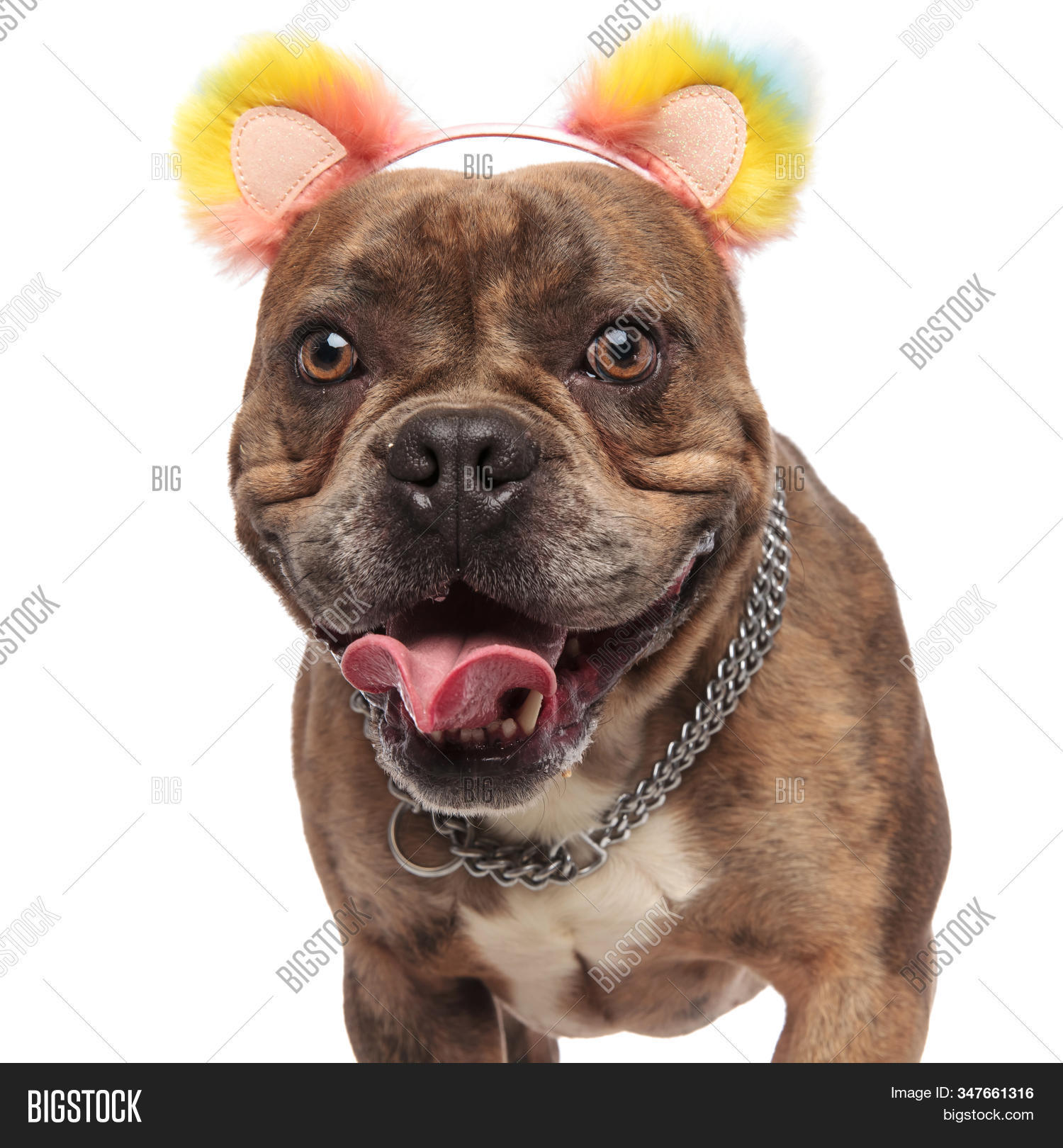Cute American Bully Image & Photo (Free Trial) | Bigstock