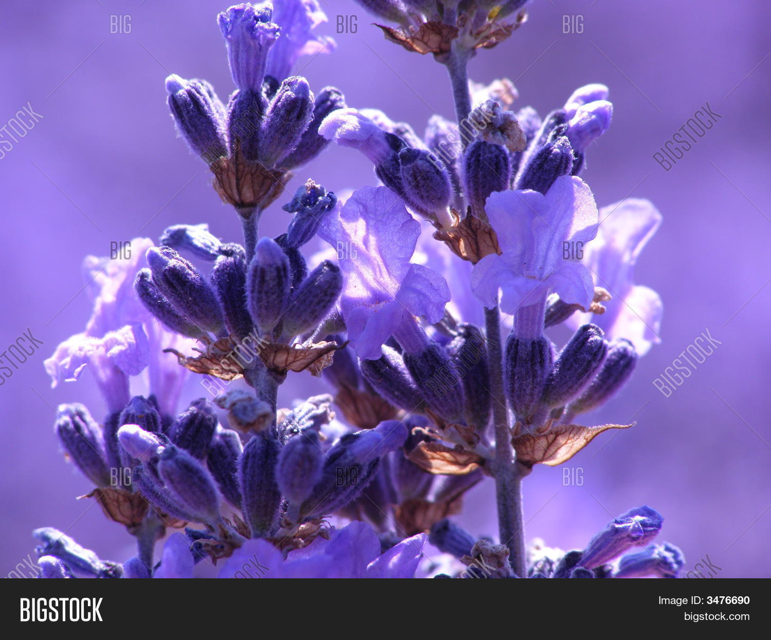 Blue Lavender Image & Photo (Free Trial) | Bigstock