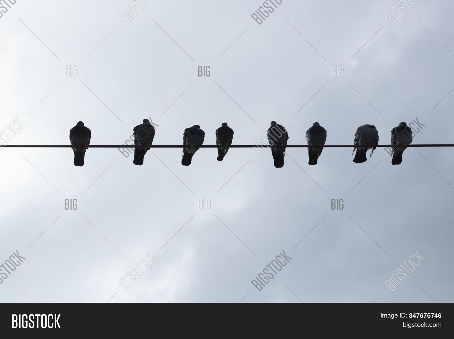 Pigeons On Electrical Image & Photo (Free Trial) | Bigstock