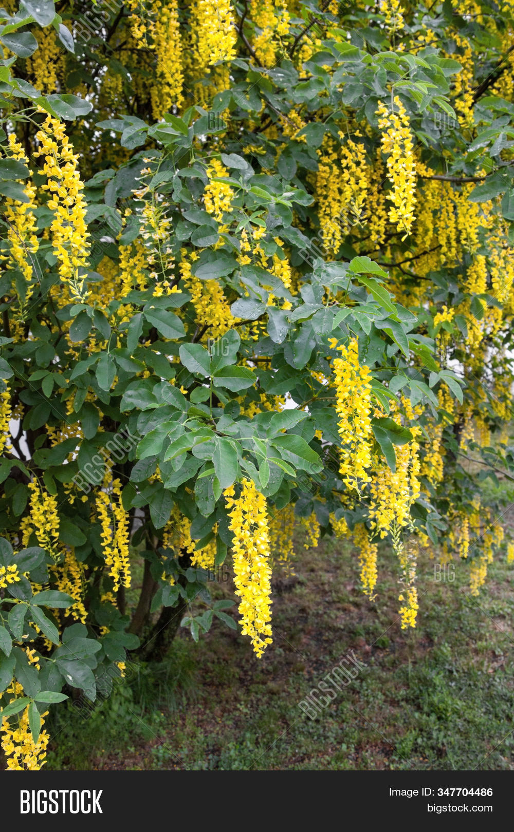 Blooming Laburnum Tree Image & Photo (Free Trial) | Bigstock