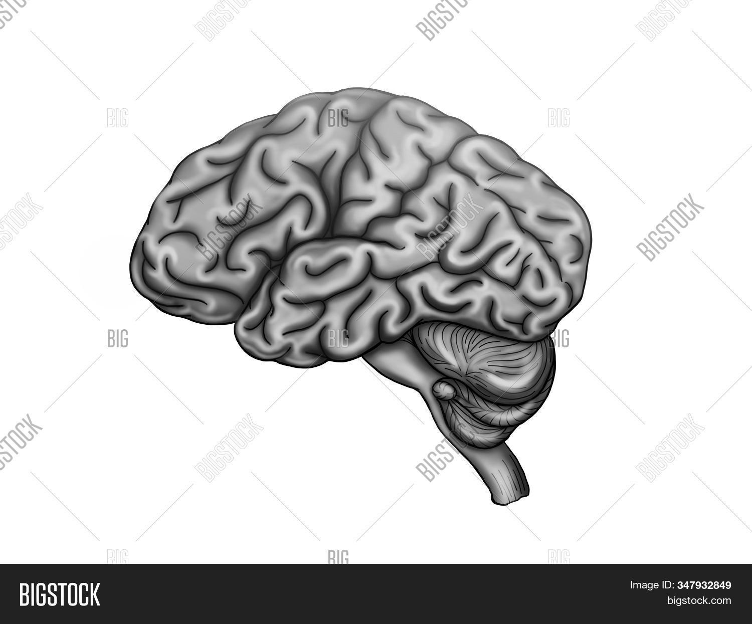 Illustration Healthy Image & Photo (Free Trial) | Bigstock