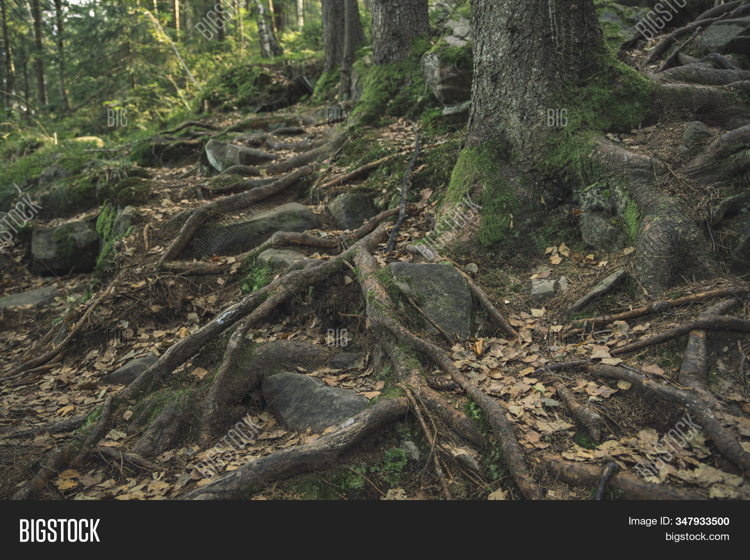 Deep Forest Landscape Image & Photo (Free Trial) | Bigstock