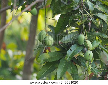 Green Fruit Scientific Image & Photo (Free Trial) | Bigstock