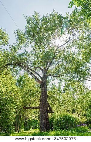 Aspen Trees Images, Illustrations & Vectors (Free) - Bigstock