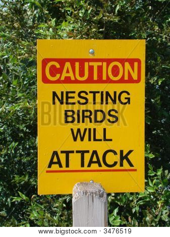 Nesting Birds Warning Image & Photo (Free Trial) | Bigstock
