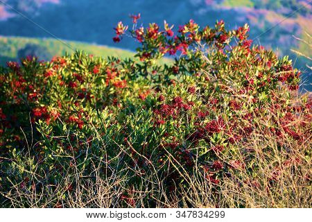 Chaparral Shrubs Red Image & Photo (Free Trial) | Bigstock