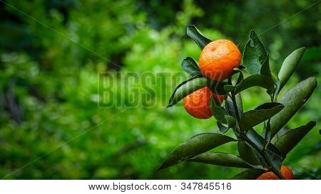 Tangerine Tree Small Image & Photo (Free Trial) | Bigstock