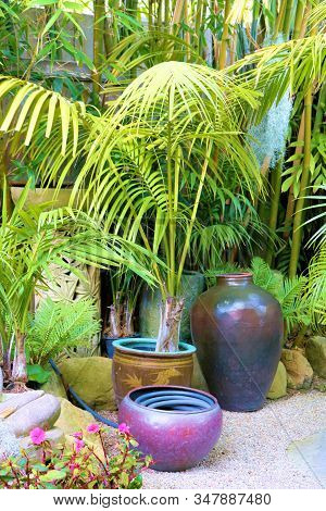 Potted Plants Palm Image & Photo (Free Trial) | Bigstock