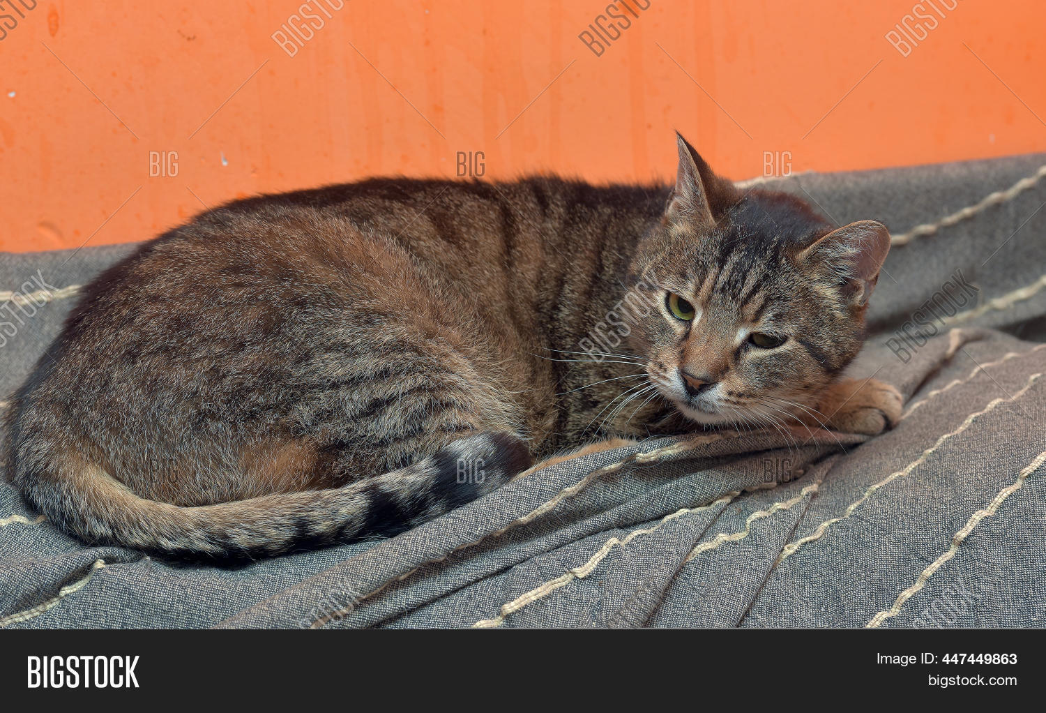 Sad Brown Tabby Cat Image & Photo (Free Trial) | Bigstock